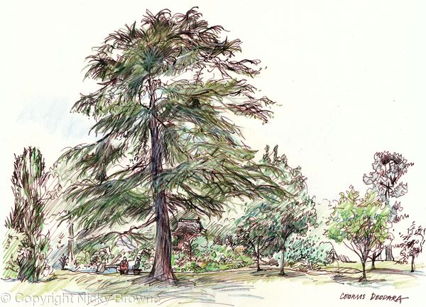 Cedrus Deodara - drawing