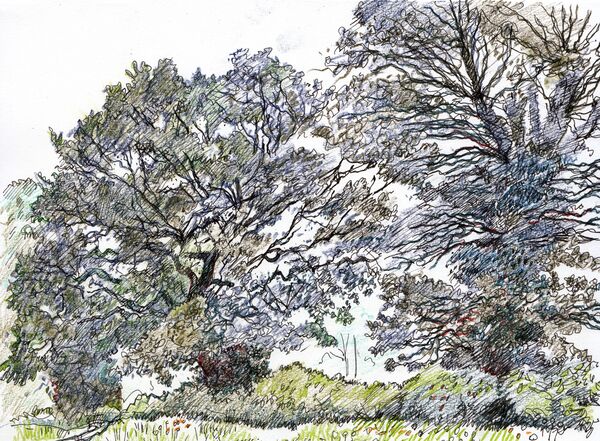 Oak Avenue - Drawing
