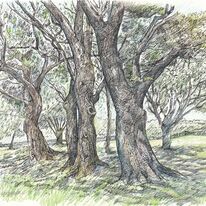 Hampton Oak Trees