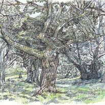 Hampton Oak Trees