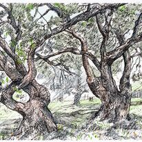 Hampton Oak Trees