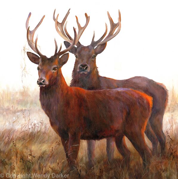 Two stags - Limited edition (150) box canvas print