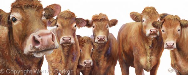 Have you herd - Limited Edition Print (150) box canvas print