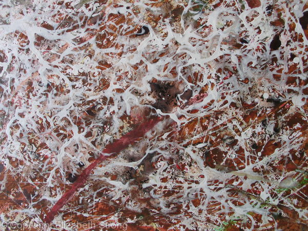 Study for Moss 2 - Mixed media on paper