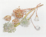 Seeds of Change by Beverley White - Watercolour