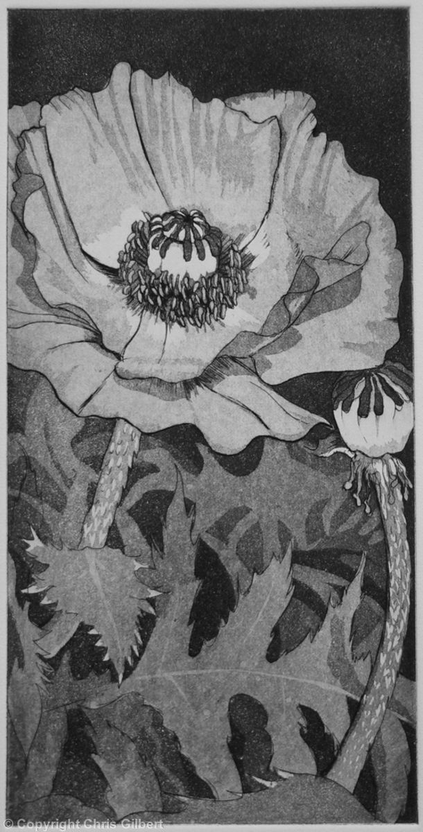 Poppies - Etching