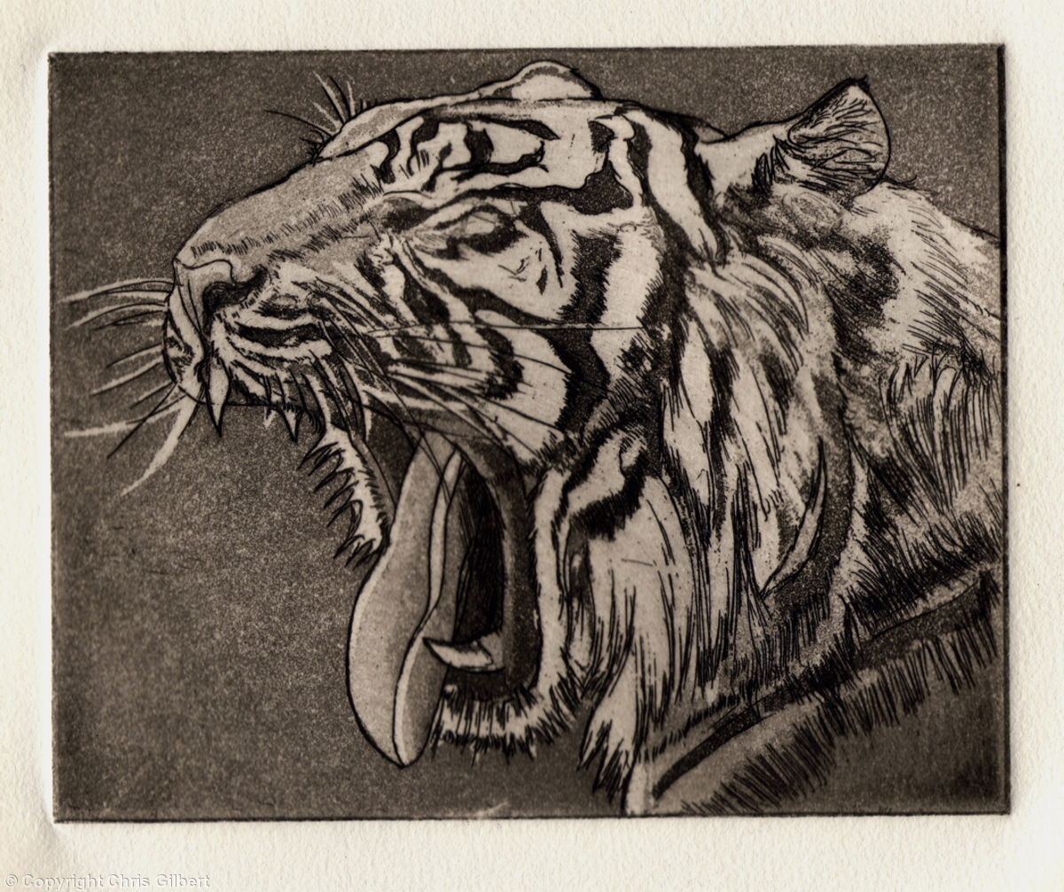Tiger Yawn - Etching