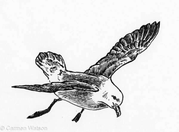 Fulmar - Pen