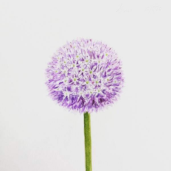 Allium Sketch - Watercolour