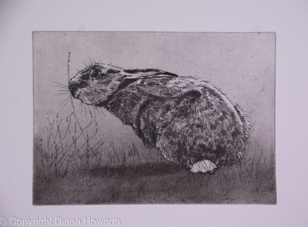 Hare - Etching and aquatint