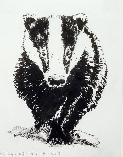 Badger - Hand drawn etching