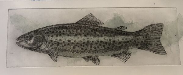 English Trout - Chine collé