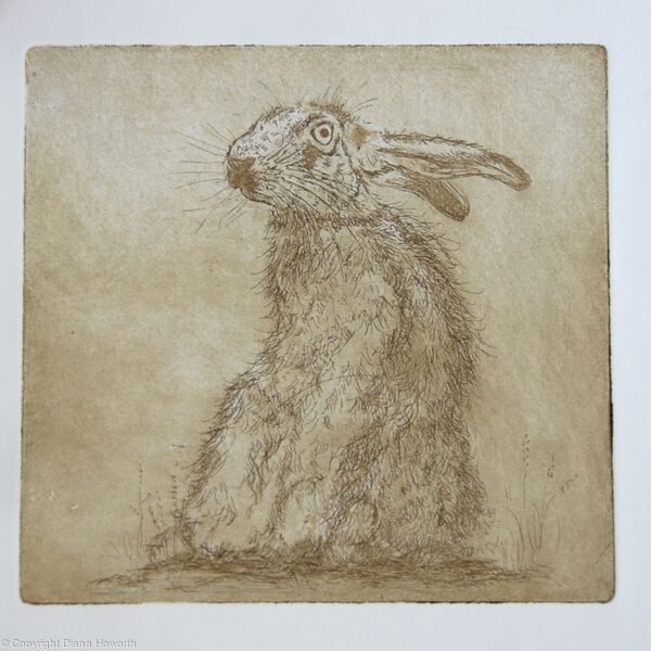 British Wildlife - etchings