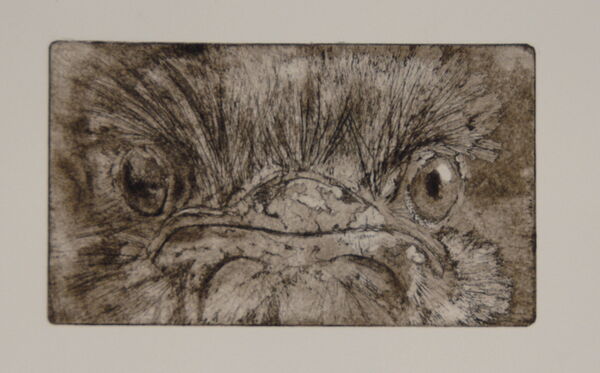 etching animals