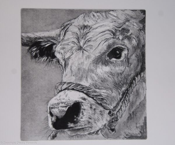 British Wildlife - etchings