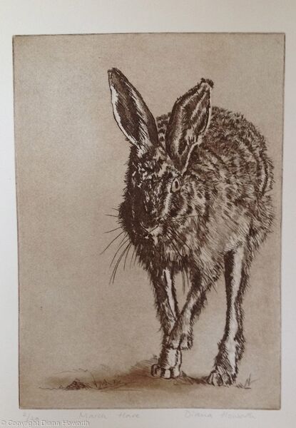 British Wildlife - etchings