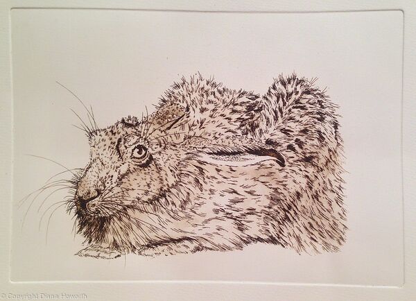 British Wildlife - etchings
