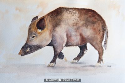 Wild Boar - Watercolour