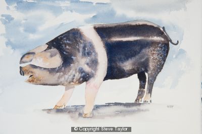 Saddleback - Watercolour