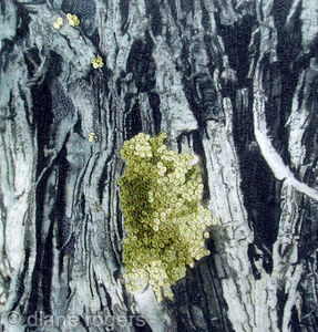 Lichen Moss and Fungi Hoop - Hand painted quilted silk applique , wool ...