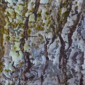 Forest Bark - Printed quilted, embroidered silk textile