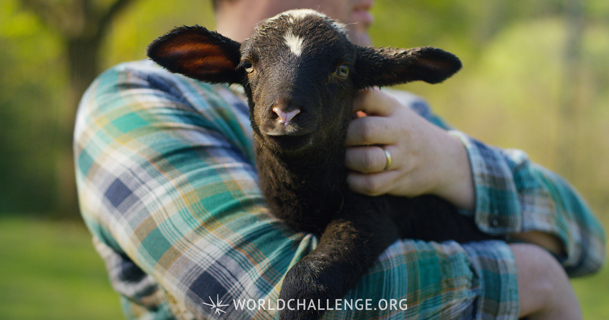 Sheep in the Father’s Hands | worldchallenge.org