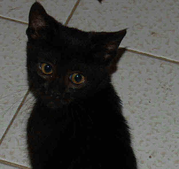 Chatterbox Productions, Inc.: Mr. Grumbles