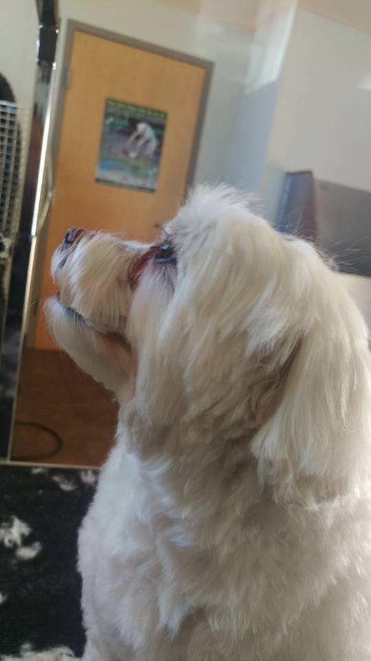 Animal House Pet Grooming