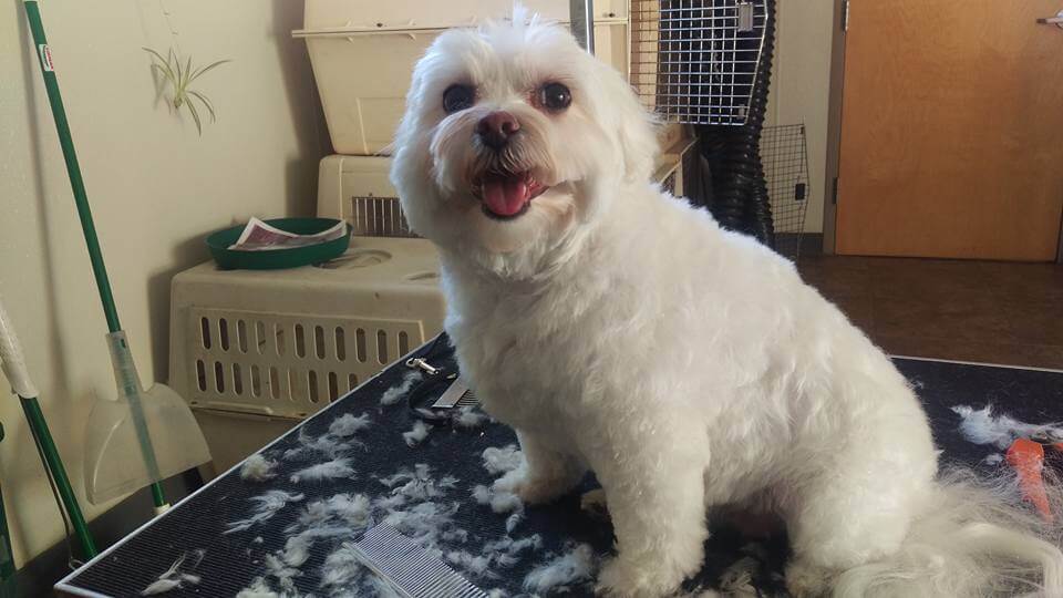 Animal House Pet Grooming