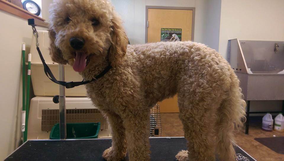 Animal House Pet Grooming