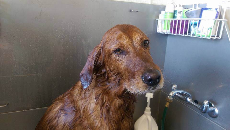 Animal House Pet Grooming