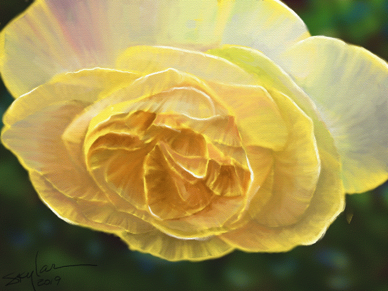 Texas Rose - WetCanvas: Online Living for Artists
