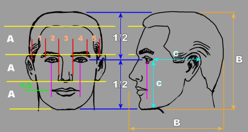 ESP - Portrait & Figure Fundamentals - Lesson 3: Measuring - WetCanvas ...