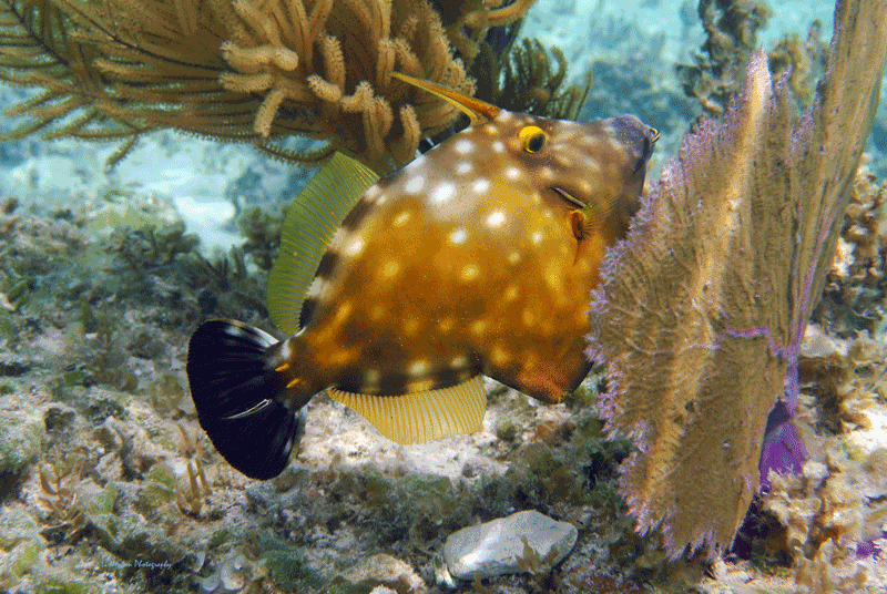 May 34 WDE -Images Here!!!! - WetCanvas: Online Living for Artists