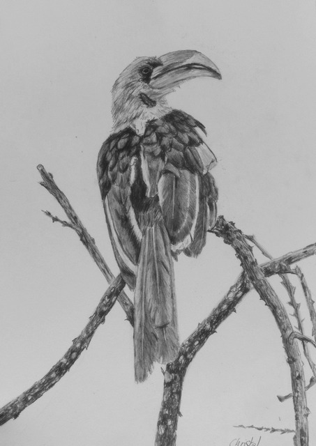 Graphite birds ex A+W - WetCanvas: Online Living for Artists