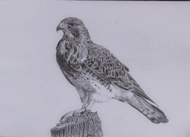 Graphite birds ex A+W - WetCanvas: Online Living for Artists