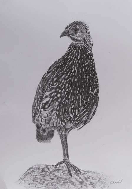 Graphite birds ex A+W - WetCanvas: Online Living for Artists