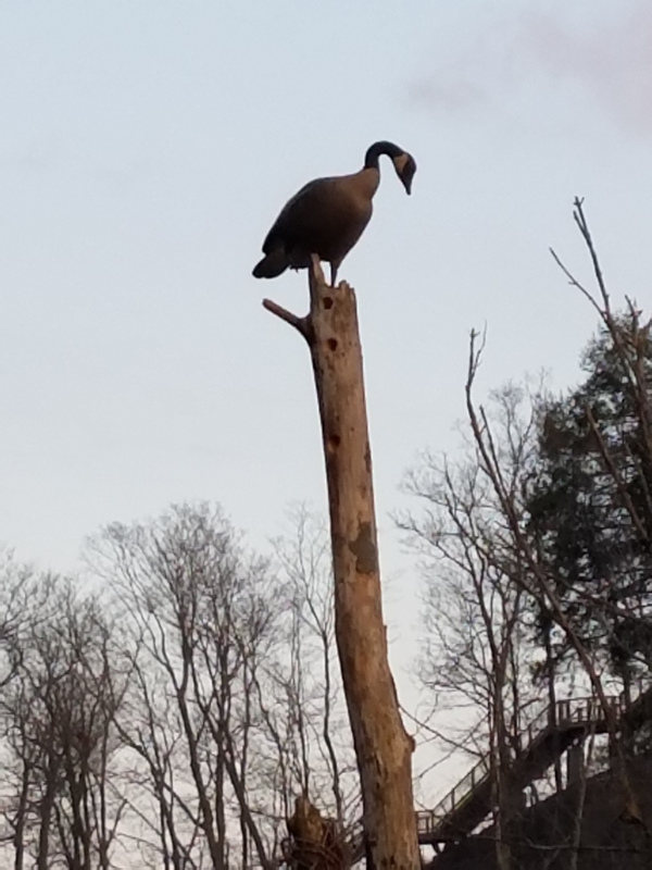 Perching Goose - WetCanvas: Online Living for Artists