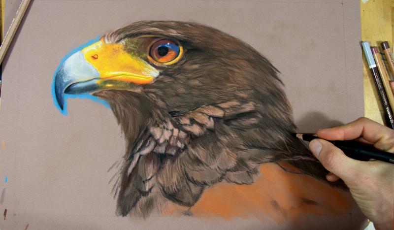 Harris Hawk - realism - WetCanvas: Online Living for Artists