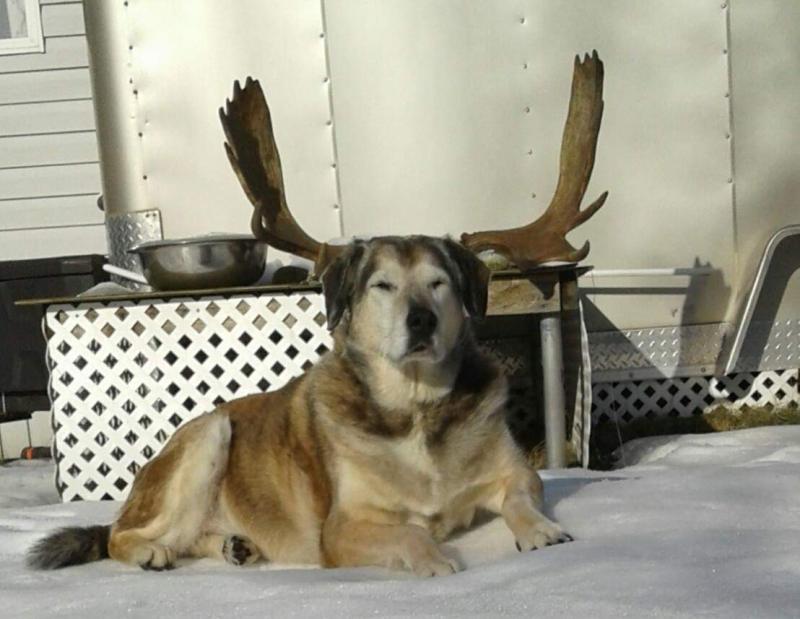 Moose (dog) - WetCanvas: Online Living for Artists