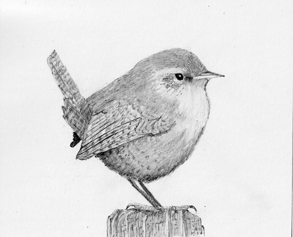 Wren x post Drawing - WetCanvas: Online Living for Artists