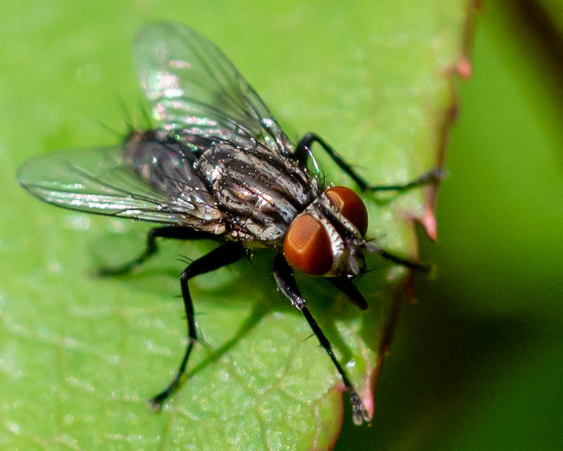 Shutterbug Pub Daily, Wednesday, April 8, 2020 - WetCanvas: Online ...