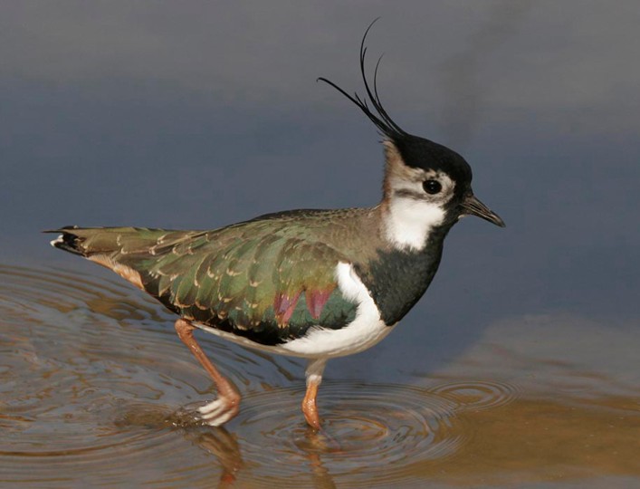 Irish Lapwing - WetCanvas: Online Living for Artists