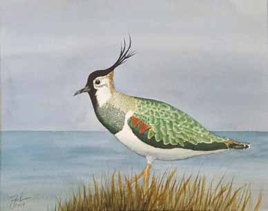 Irish Lapwing - WetCanvas: Online Living for Artists