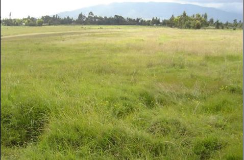 Colors in the foreground, middle ground and background for grass ...