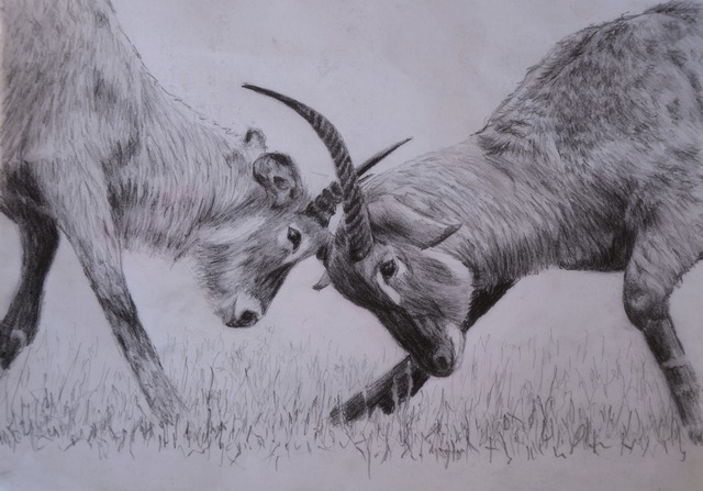 Waterbuck - WetCanvas: Online Living for Artists