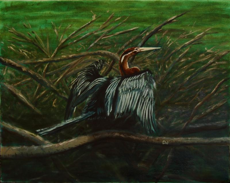 Anhinga drying its wings - WetCanvas: Online Living for Artists