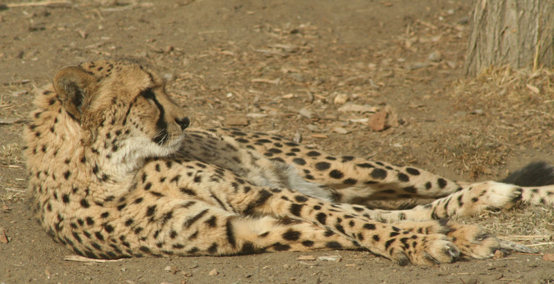 Wildlife Mammals Photo Library - WetCanvas: Online Living for Artists