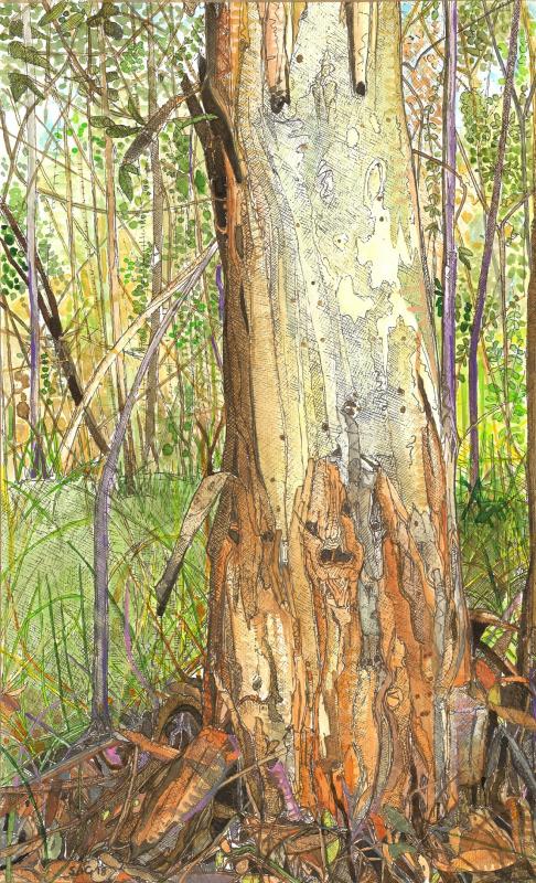 Scribbly Gum Tree - WetCanvas: Online Living for Artists