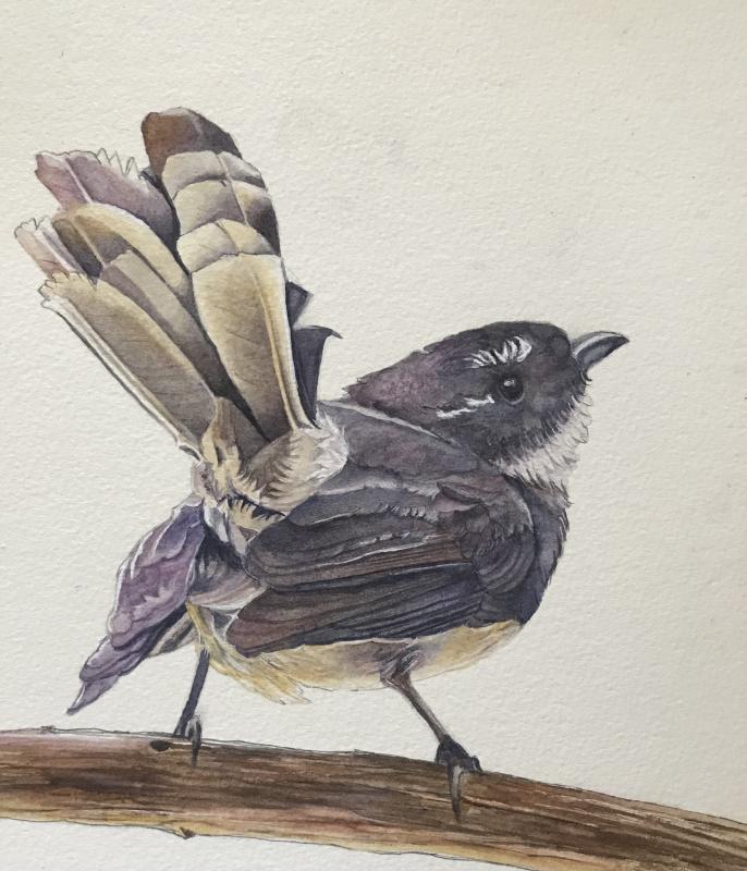 Grey fantail - WetCanvas: Online Living for Artists